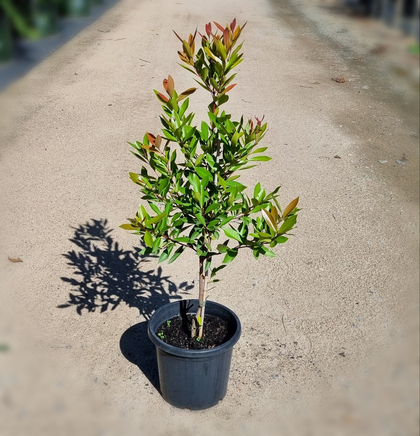 Broad-leaved Lilly Pilly - Acmena hemilampra – Delivertree