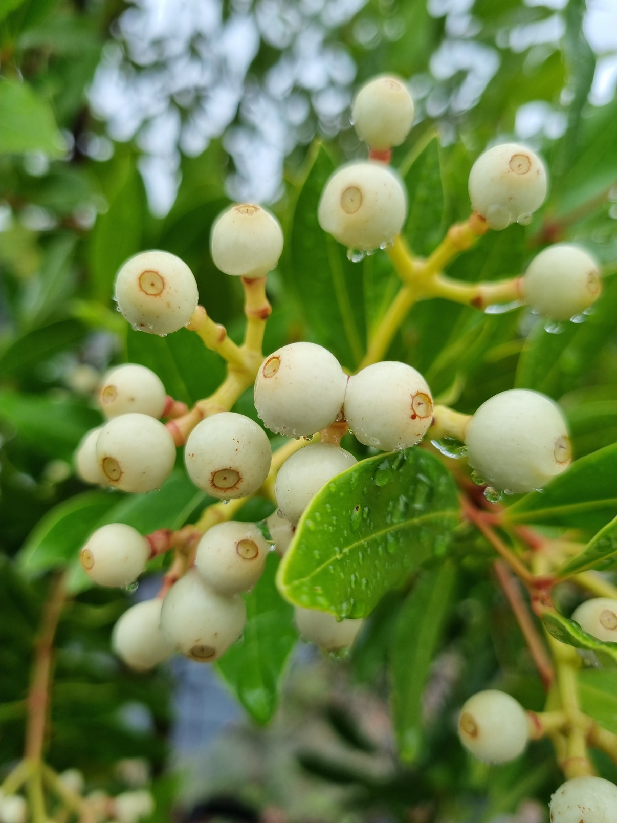 Broad-leaved Lilly Pilly - Acmena hemilampra – Delivertree