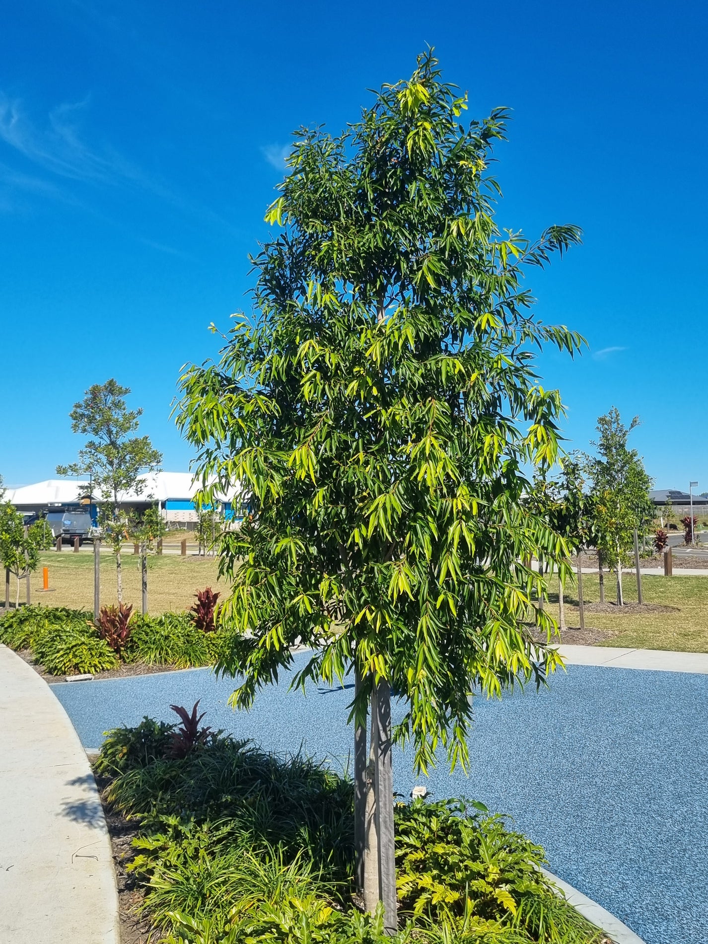 Weeping Lilly Pilly - Waterhousia floribunda – Delivertree
