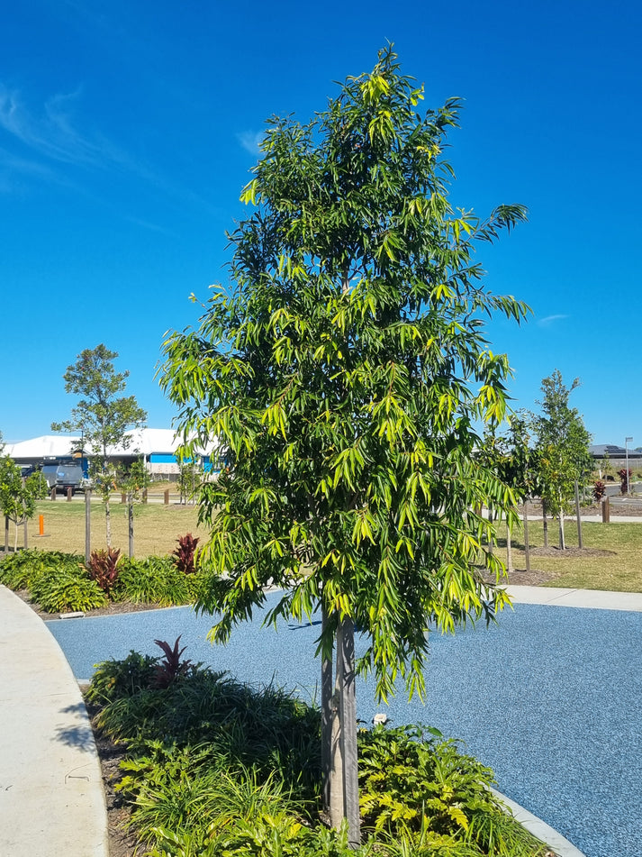 Weeping Lilly Pilly - Waterhousia floribunda – Delivertree