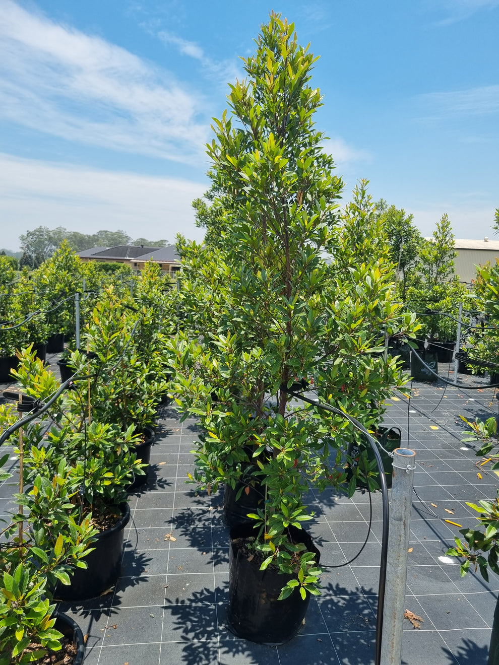 Blueberry Ash Tree - Elaeocarpus reticulatus – Delivertree