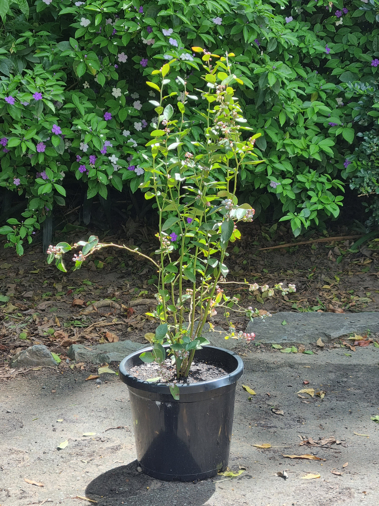 Blueberry 'Powder Blue' – Delivertree