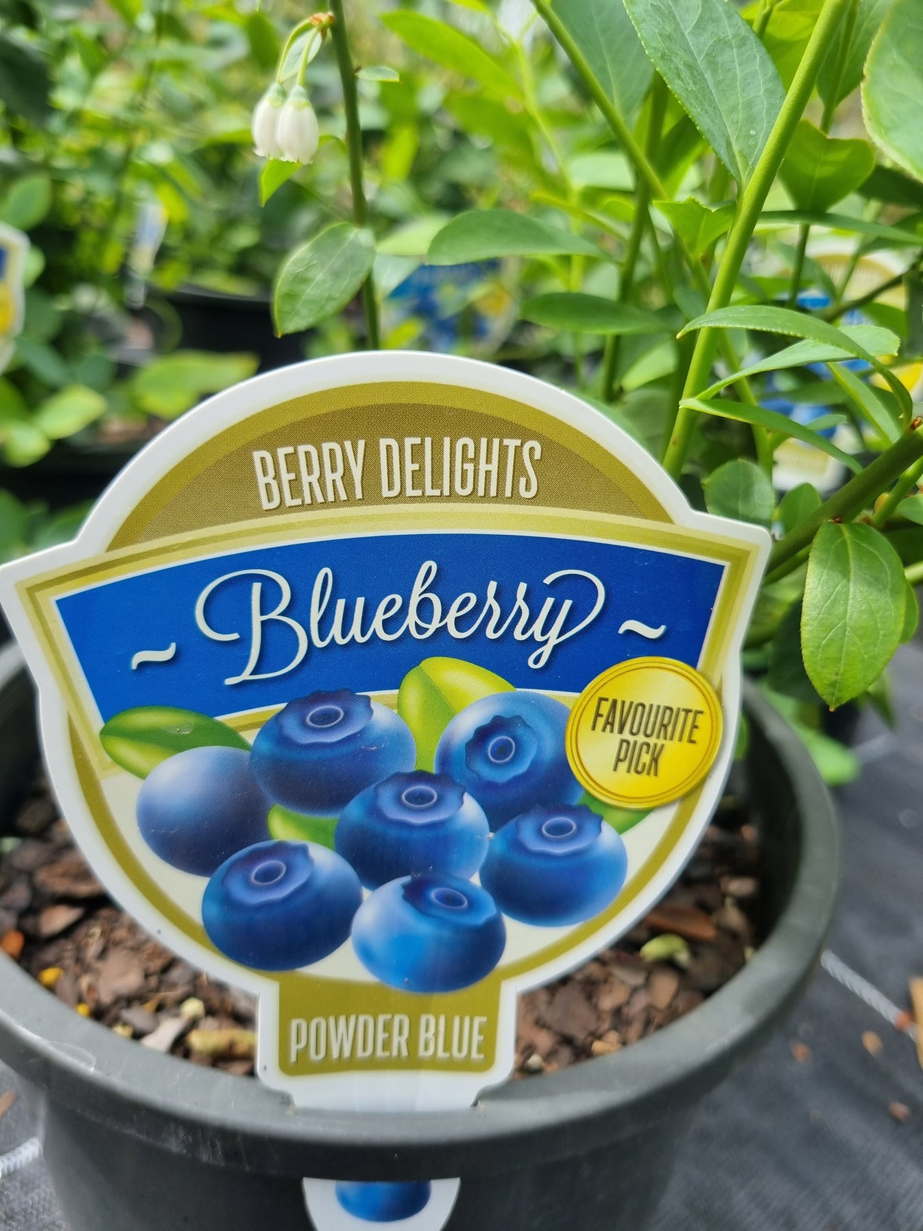 Blueberry 'Powder Blue' – Delivertree