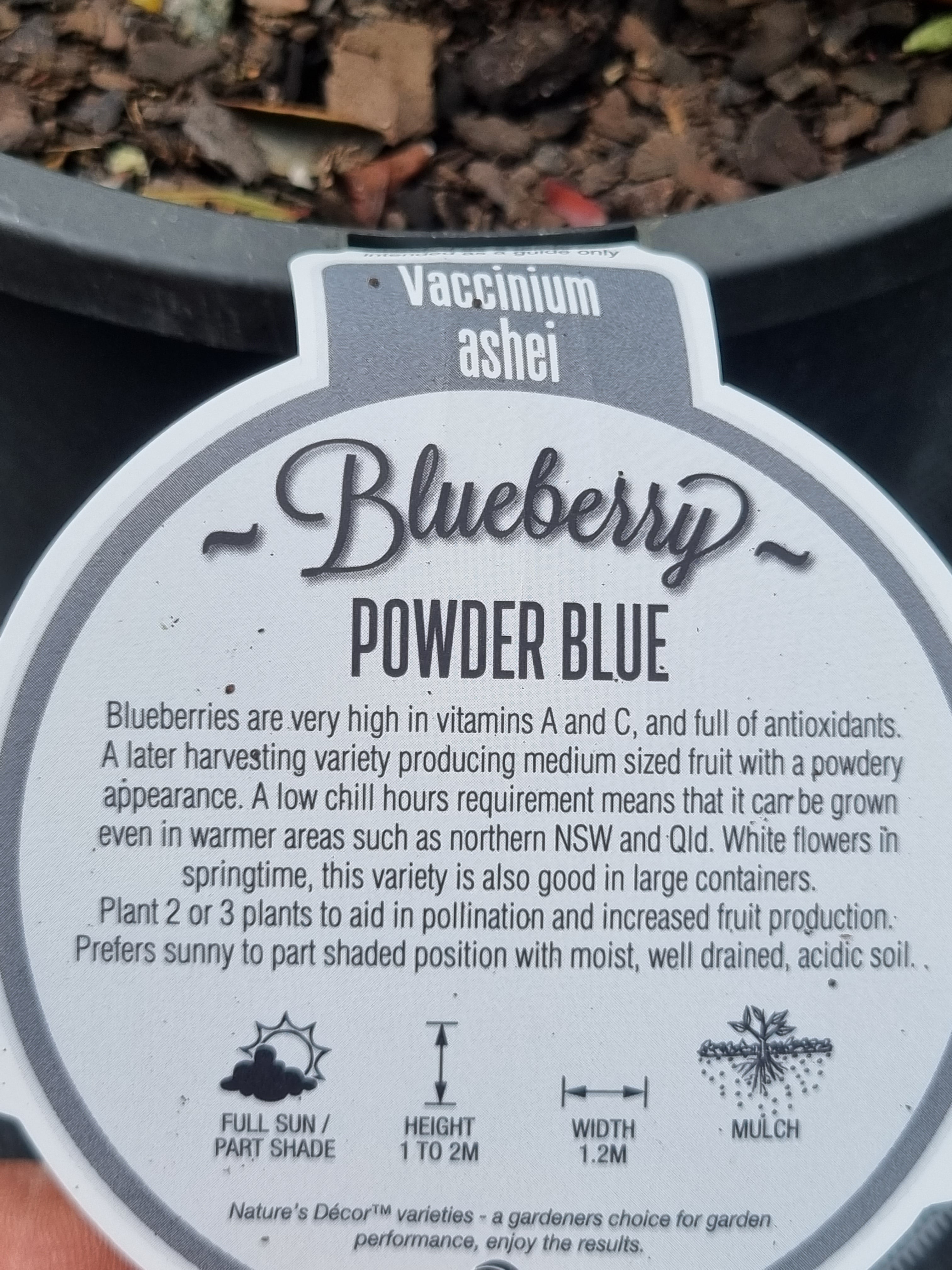 Blueberry 'Powder Blue' – Delivertree