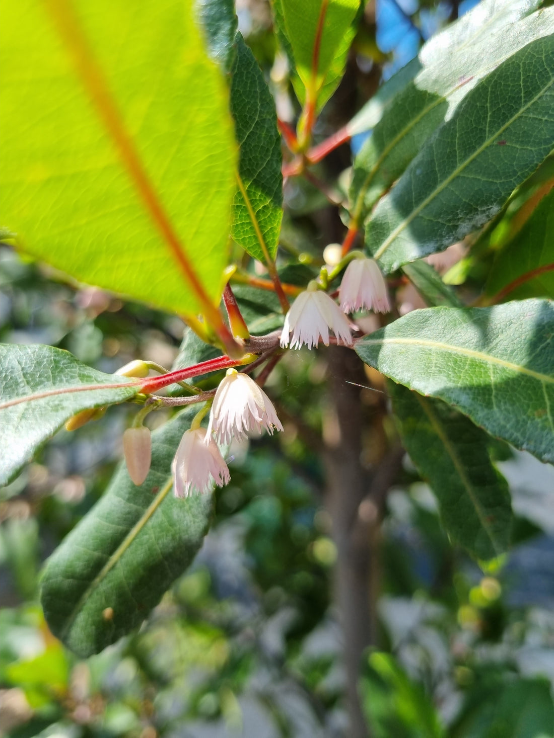 Blueberry Ash Tree - Elaeocarpus reticulatus – Delivertree