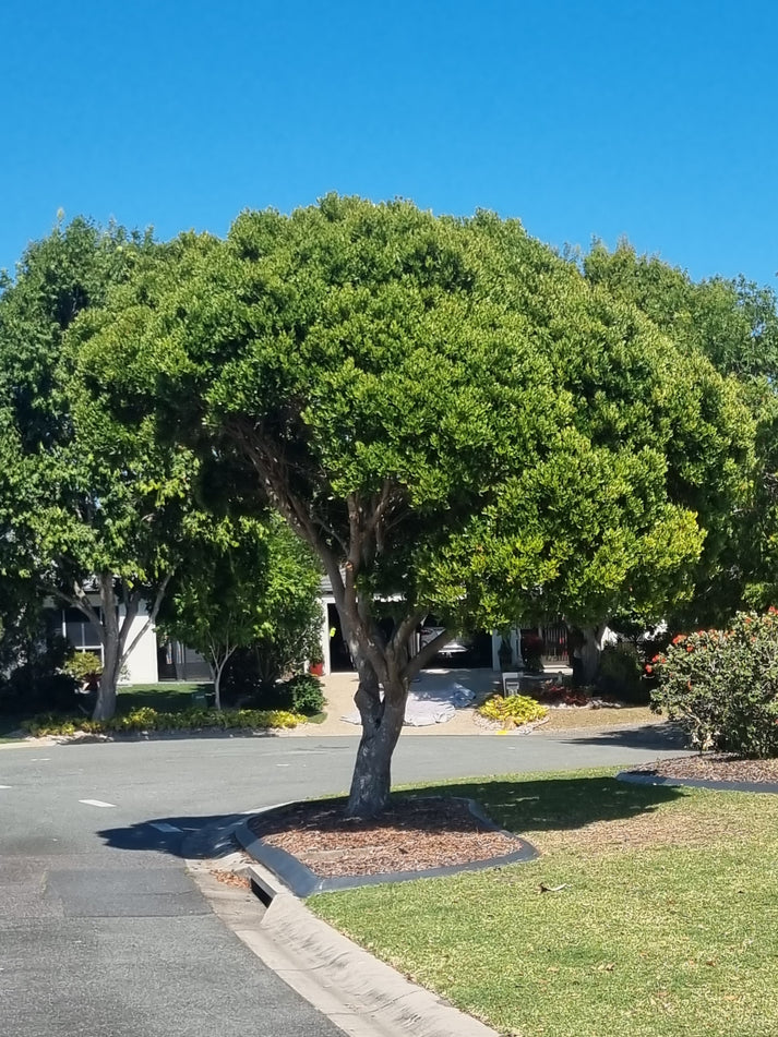 Broad-leaved Lilly Pilly - Acmena hemilampra – Delivertree