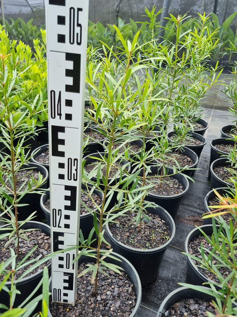 Brown Plum Pine - Podocarpus elatus – Delivertree