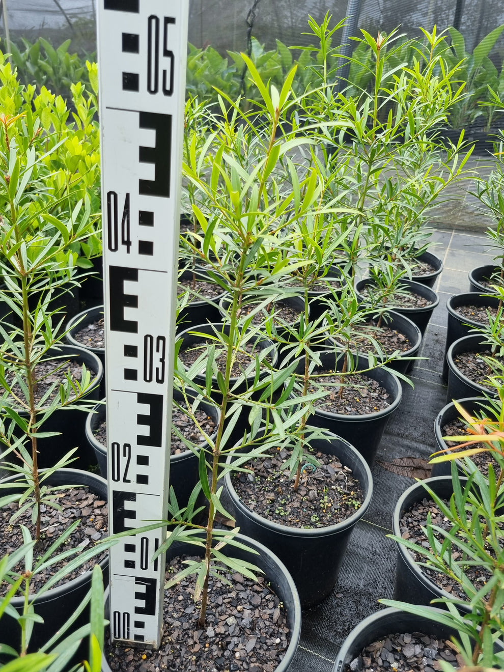 Brown Plum Pine - Podocarpus elatus – Delivertree