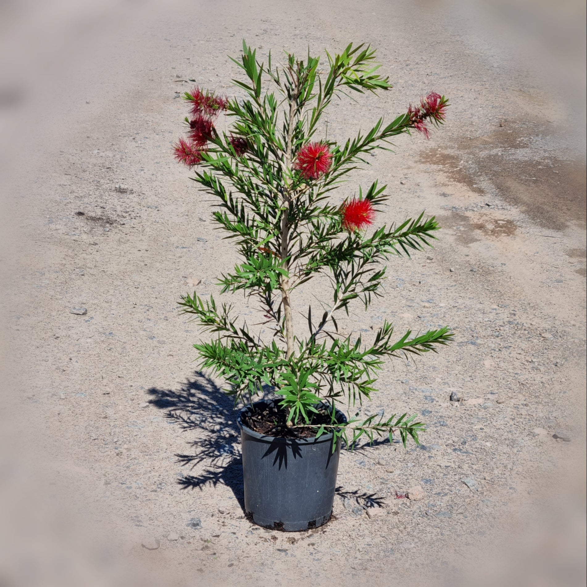 Weeping Bottlebrush - Callistemon viminalis 'Wildfire' – Delivertree