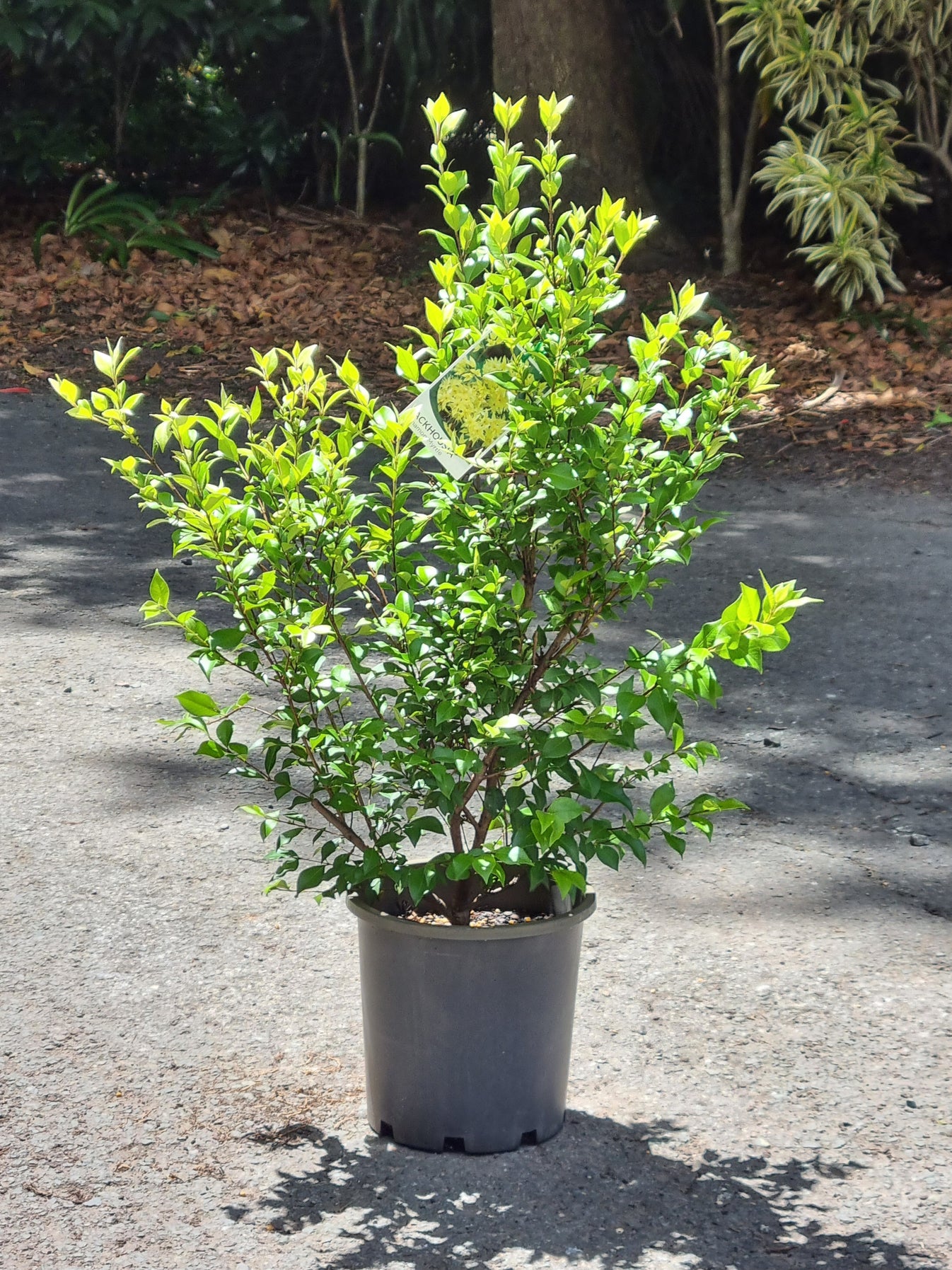 Cinnamon Myrtle - Backhousia myrtifolia – Delivertree