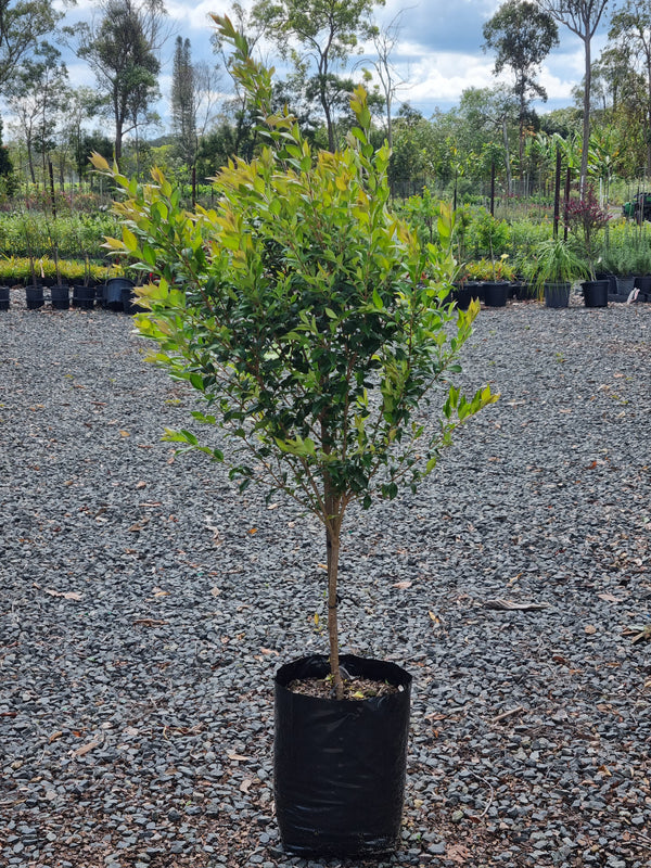 Cinnamon Myrtle - Backhousia myrtifolia – Delivertree