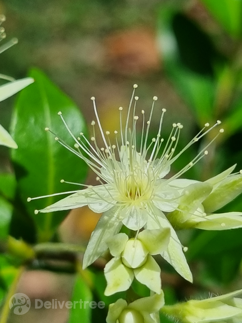 Cinnamon Myrtle - Backhousia myrtifolia – Delivertree