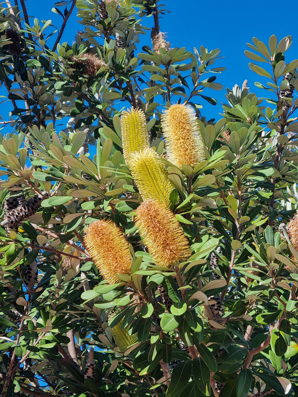 Coastal Banksia - Banksia integrifolia – Delivertree