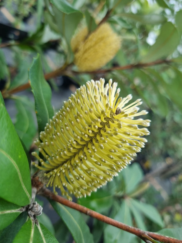 Coastal Banksia - Banksia integrifolia – Delivertree