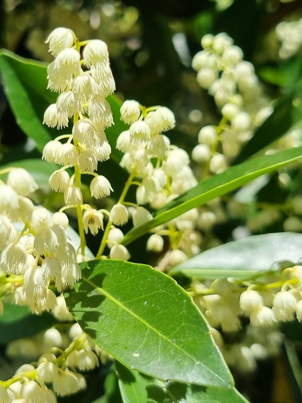 Hard Quandong - Elaeocarpus obovatus – Delivertree