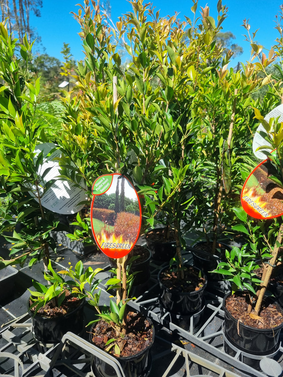 Firescreen Lilly Pilly – Acmena smithii 'Firescreen' – Delivertree