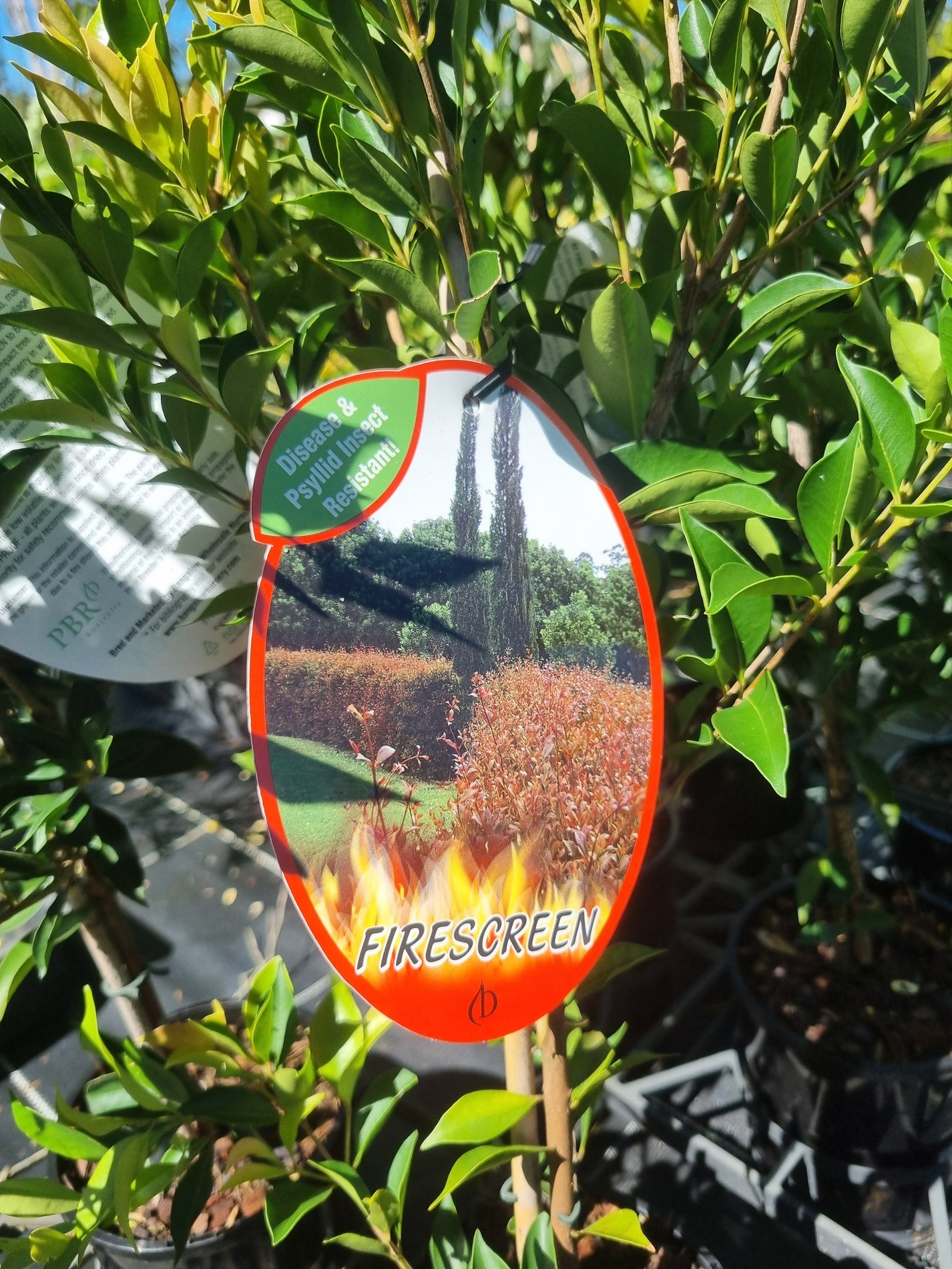 Firescreen Lilly Pilly – Acmena smithii 'Firescreen' – Delivertree