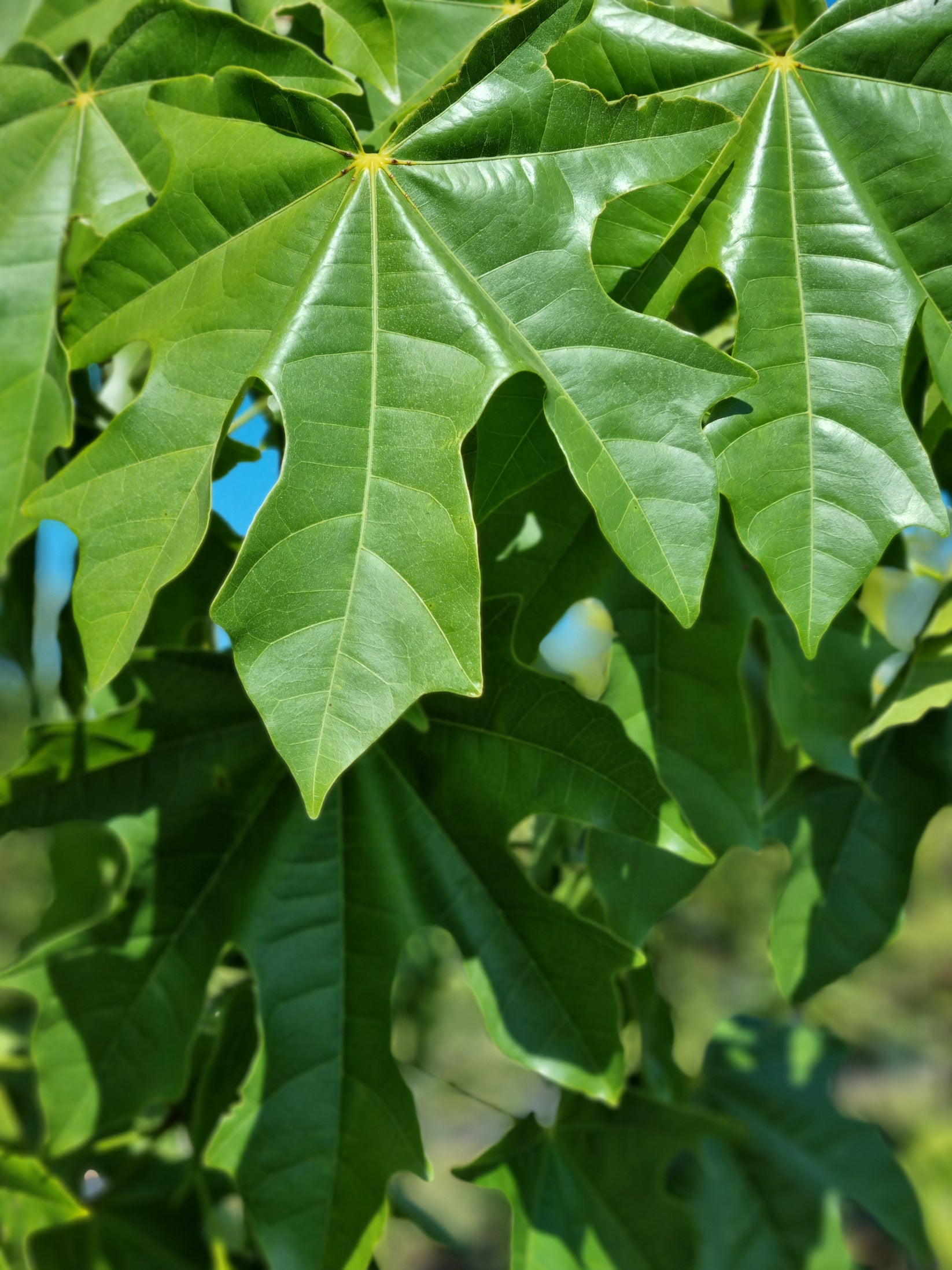 Illawarra Flame Tree - Brachychiton acerifolius – Delivertree