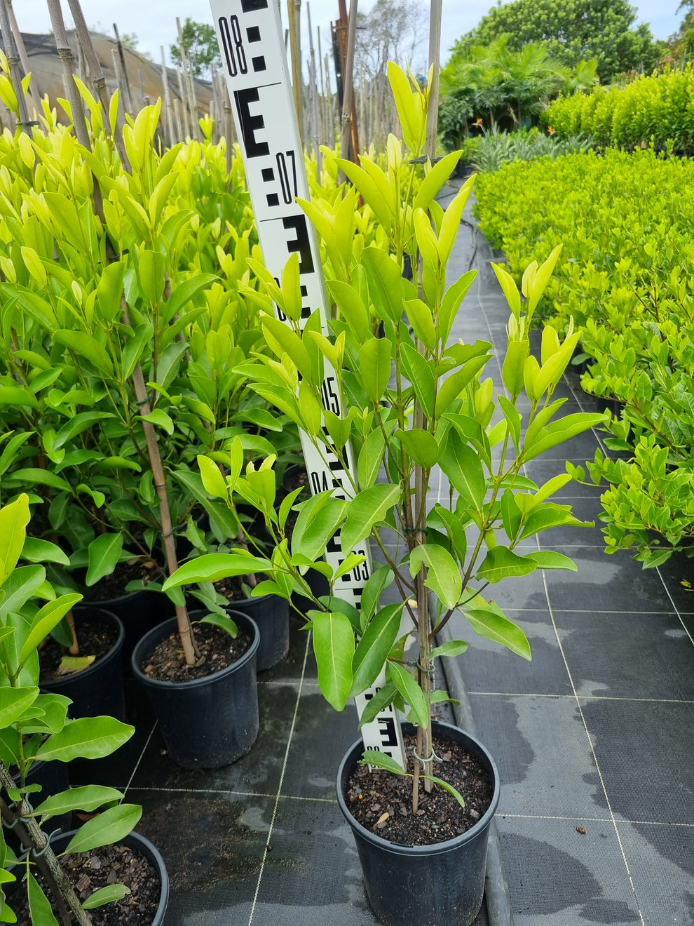 Fraser Island Apple - Acronychia imperforata – Delivertree