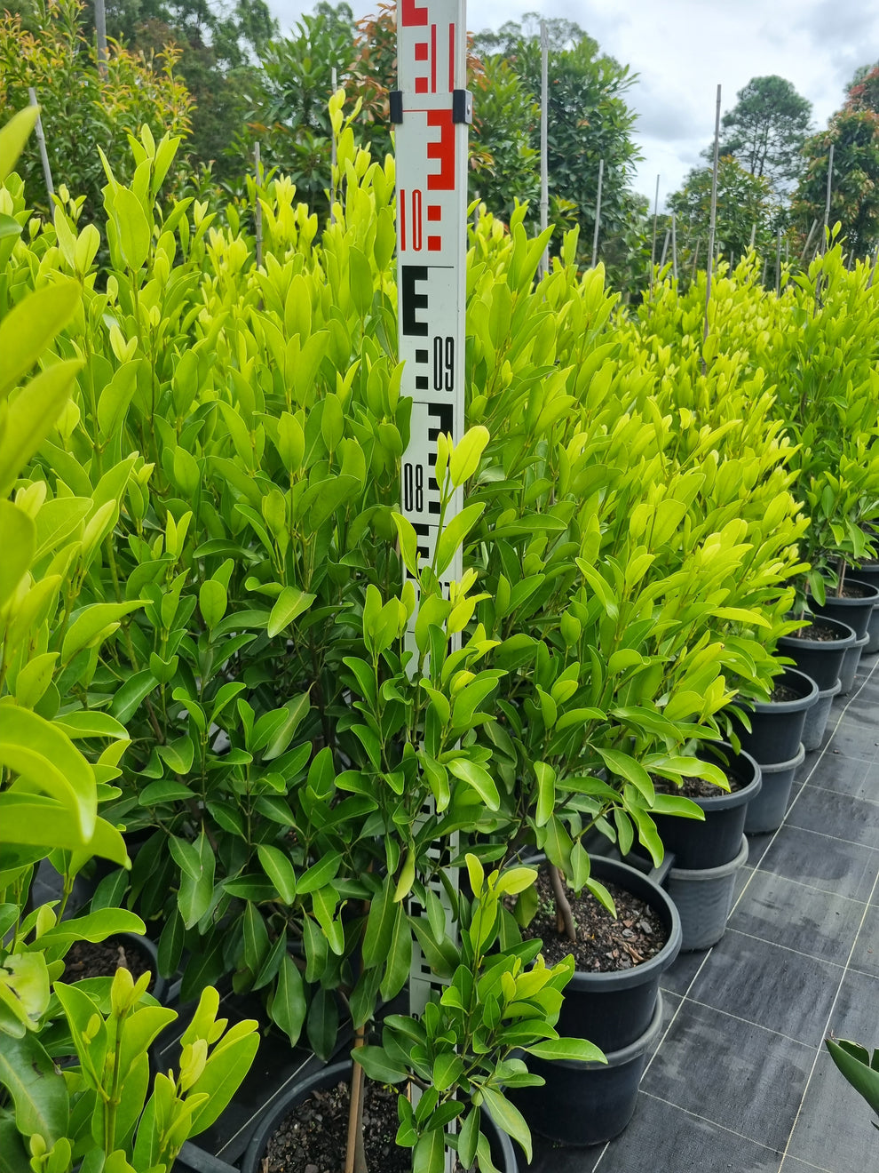 Fraser Island Apple - Acronychia imperforata – Delivertree