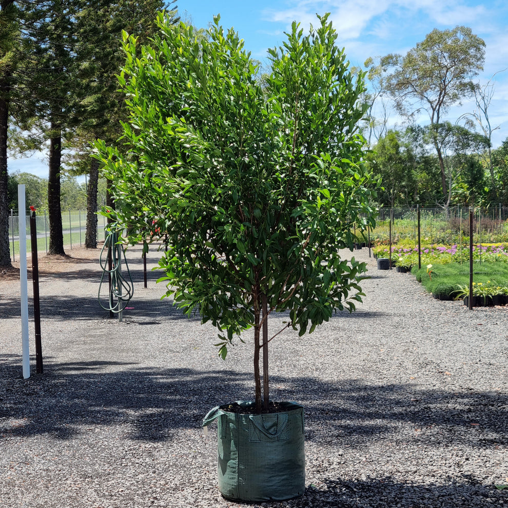 Fraser Island Apple - Acronychia imperforata – Delivertree