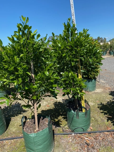 Fraser Island Apple - Acronychia imperforata – Delivertree