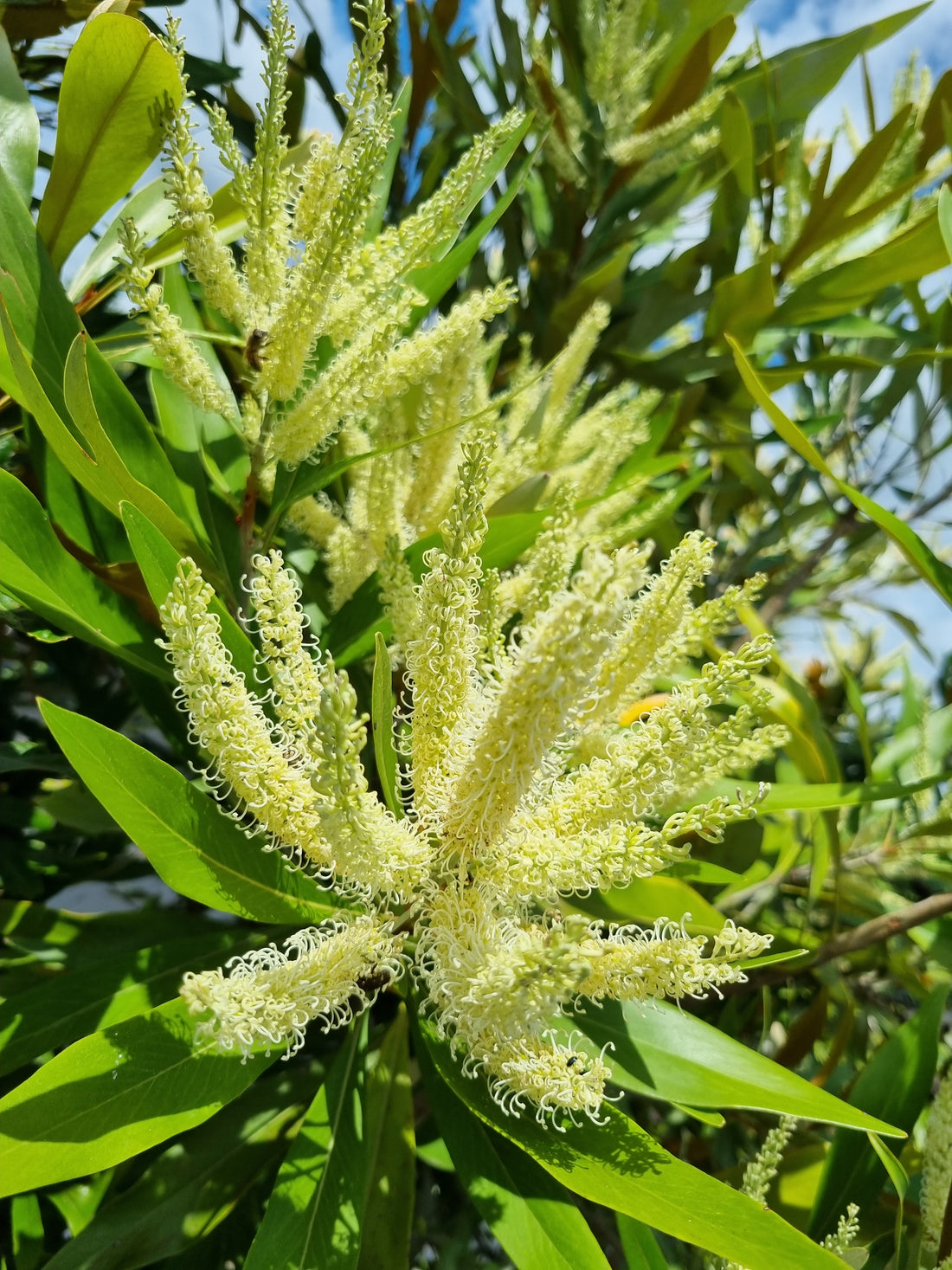 White Oak - Grevillea baileyana – Delivertree