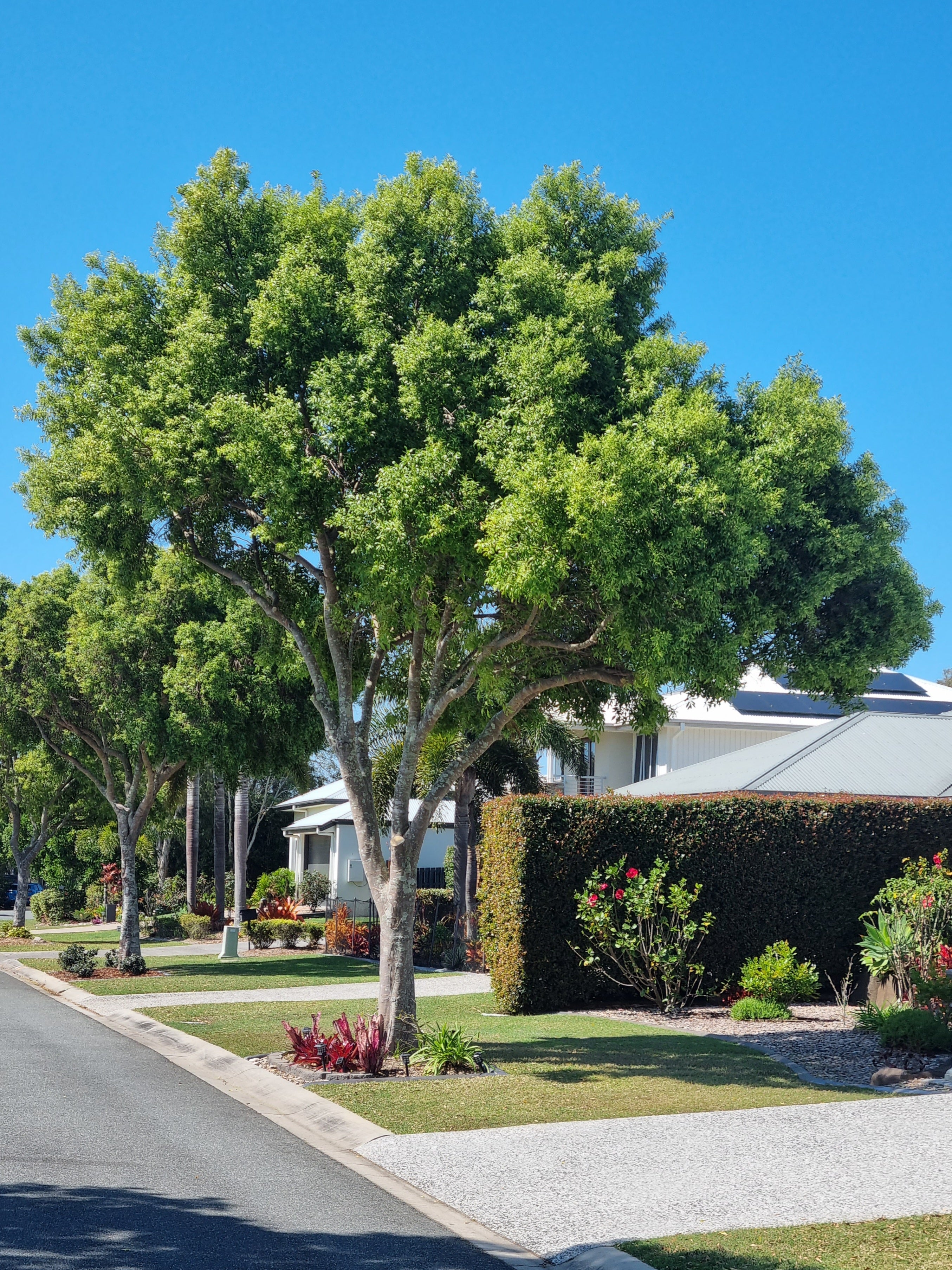Advanced Trees For Sale – Delivertree