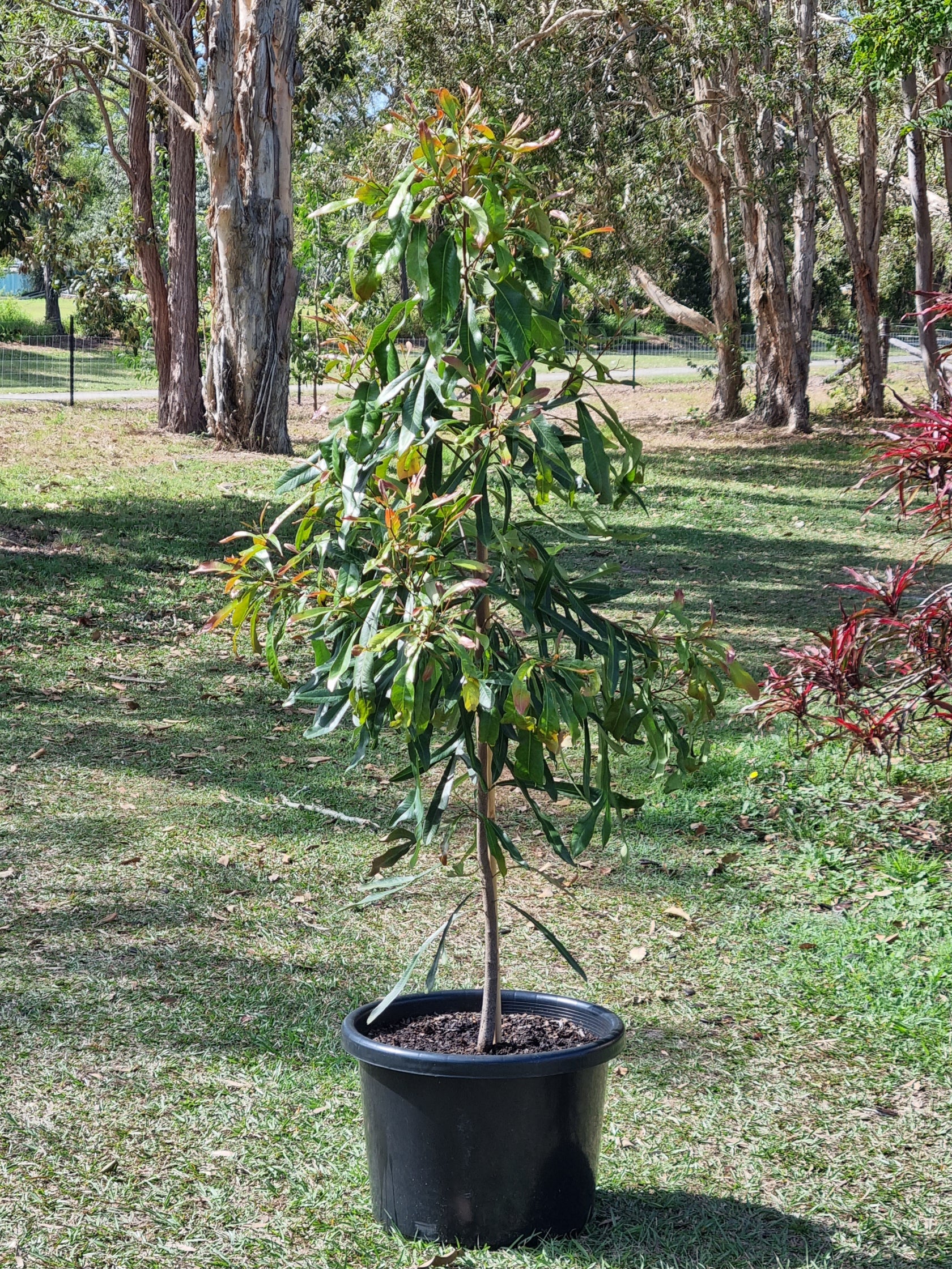 Ivory Curl - Buckinghamia celsissima – Delivertree
