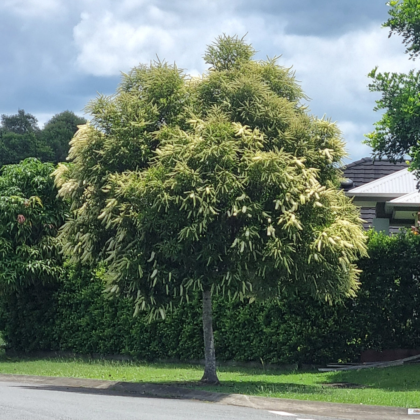 Ivory Curl - Buckinghamia celsissima – Delivertree