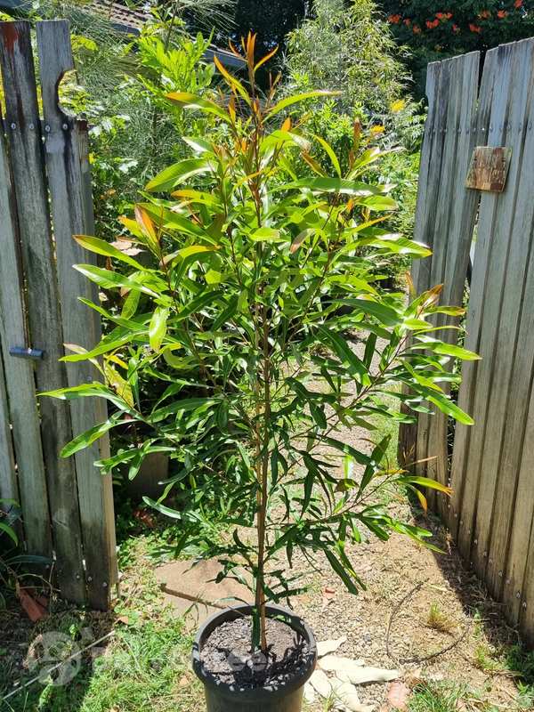 Ivory Curl - Buckinghamia celsissima – Delivertree