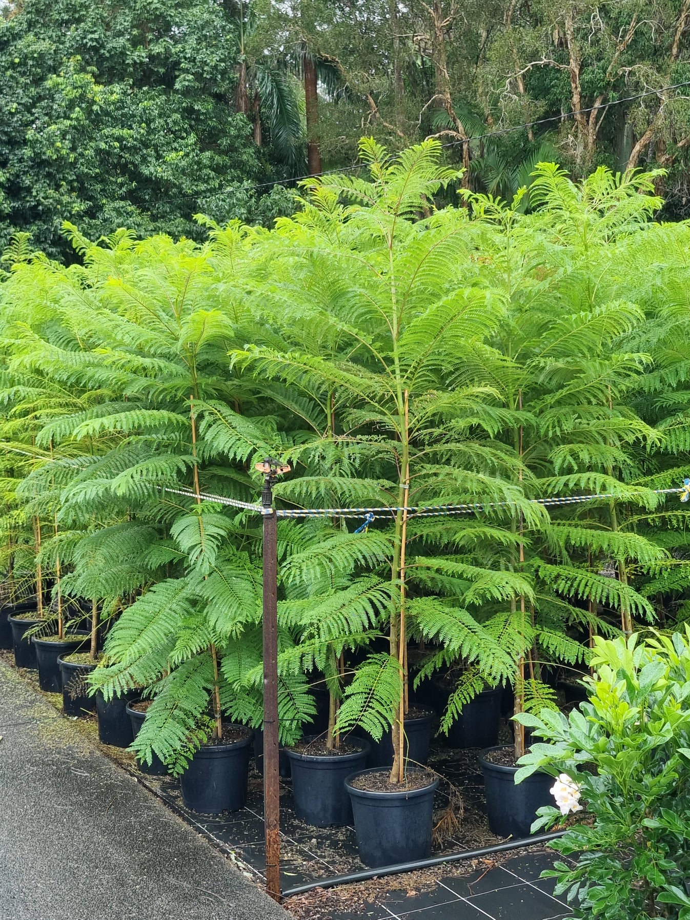 Jacaranda Tree SALE - Jacaranda mimisifolia – Delivertree