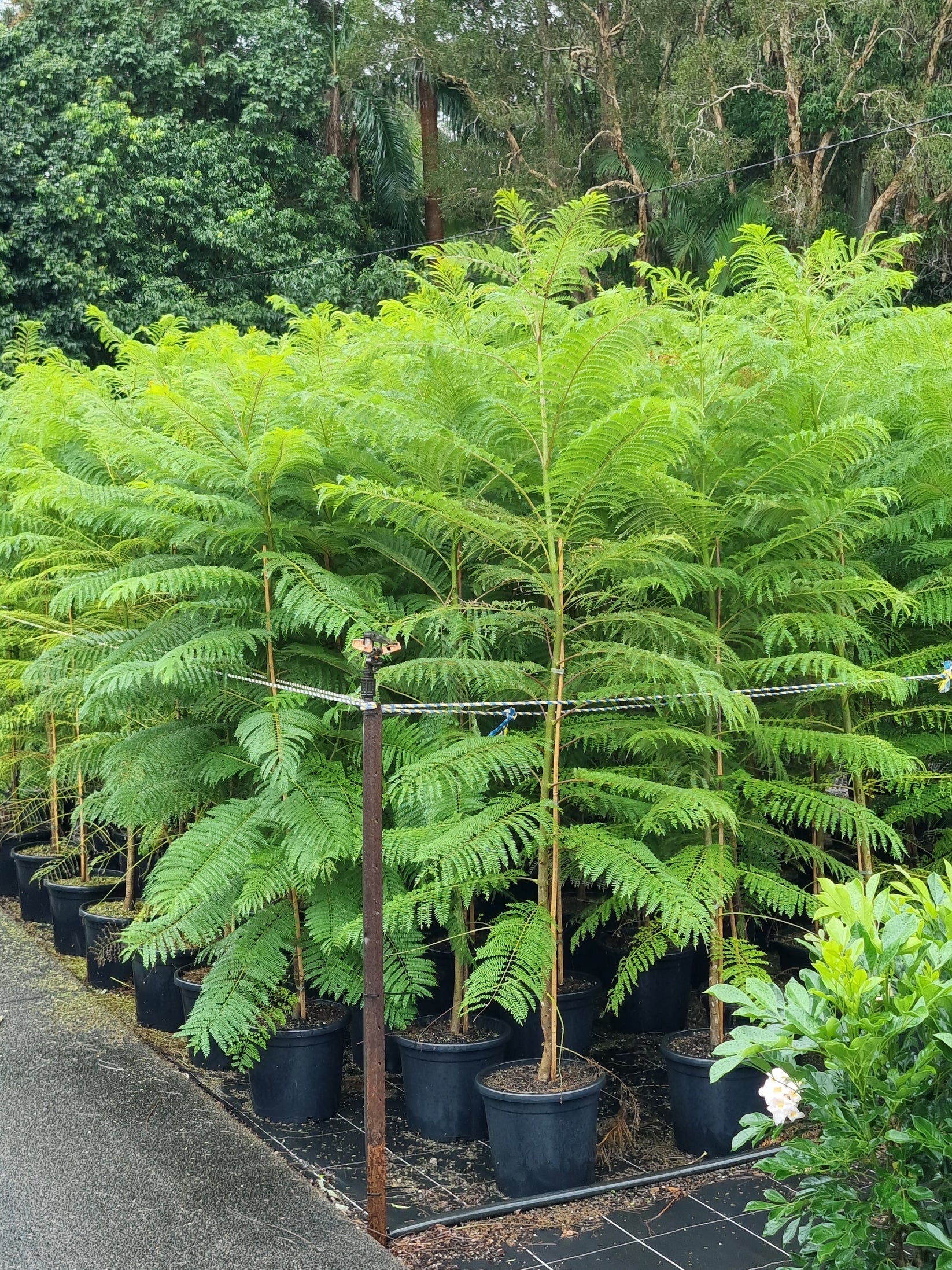 Jacaranda Tree SALE - Jacaranda mimisifolia – Delivertree