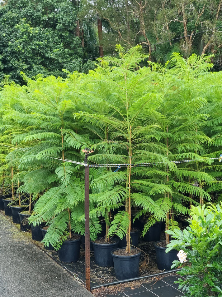 Jacaranda Tree SALE - Jacaranda mimisifolia – Delivertree