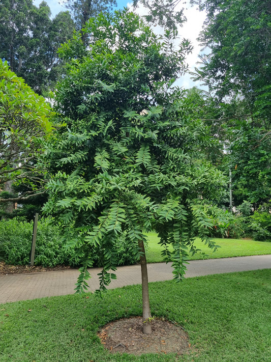 Large Native Trees – Delivertree