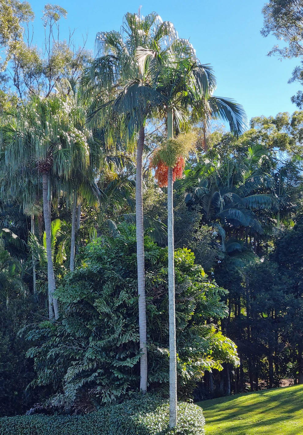 Alexander Palm - Archontophoenix alexandrae – Delivertree