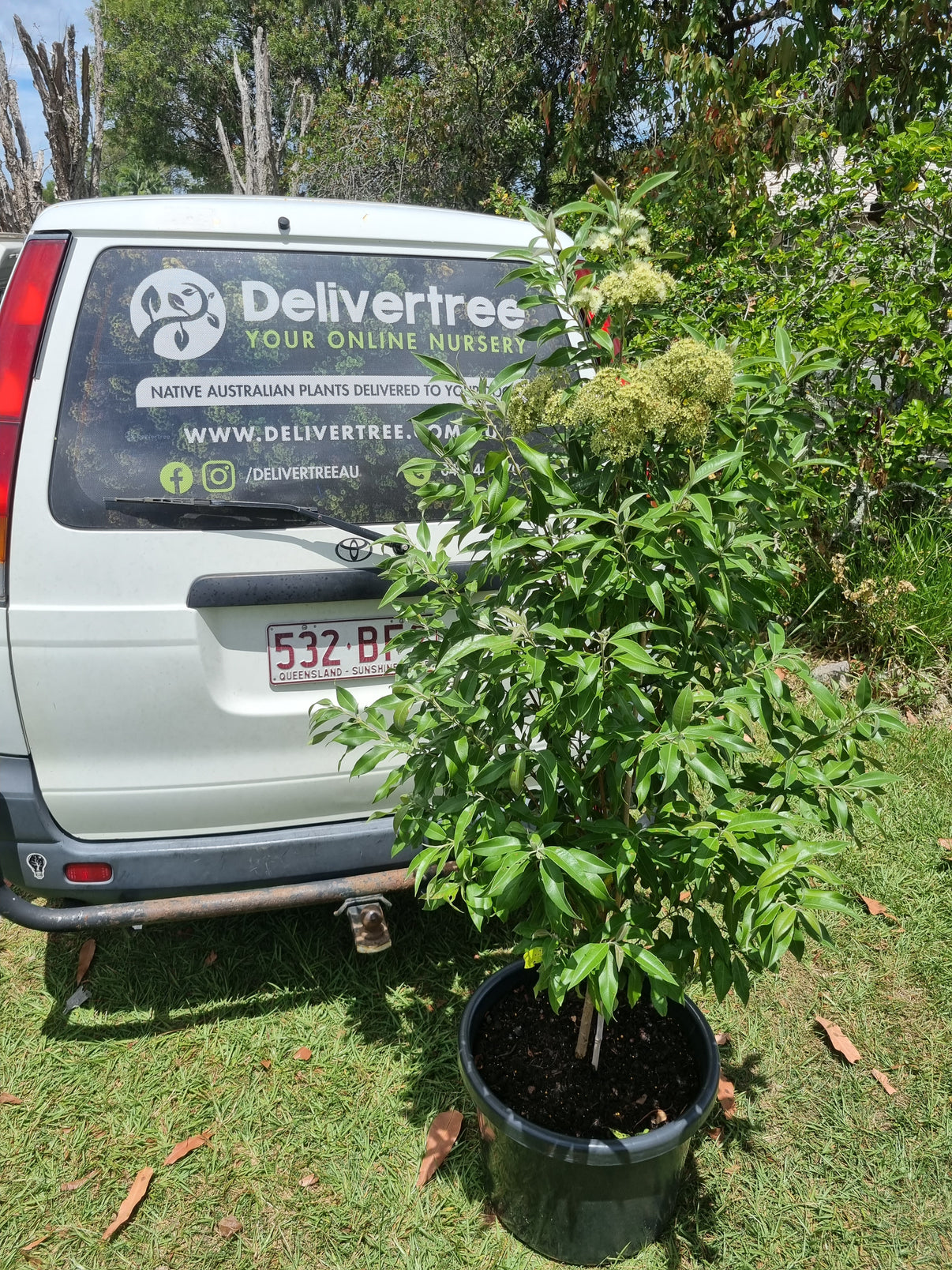 Lemon Myrtle - Backhousia citriodora – Delivertree