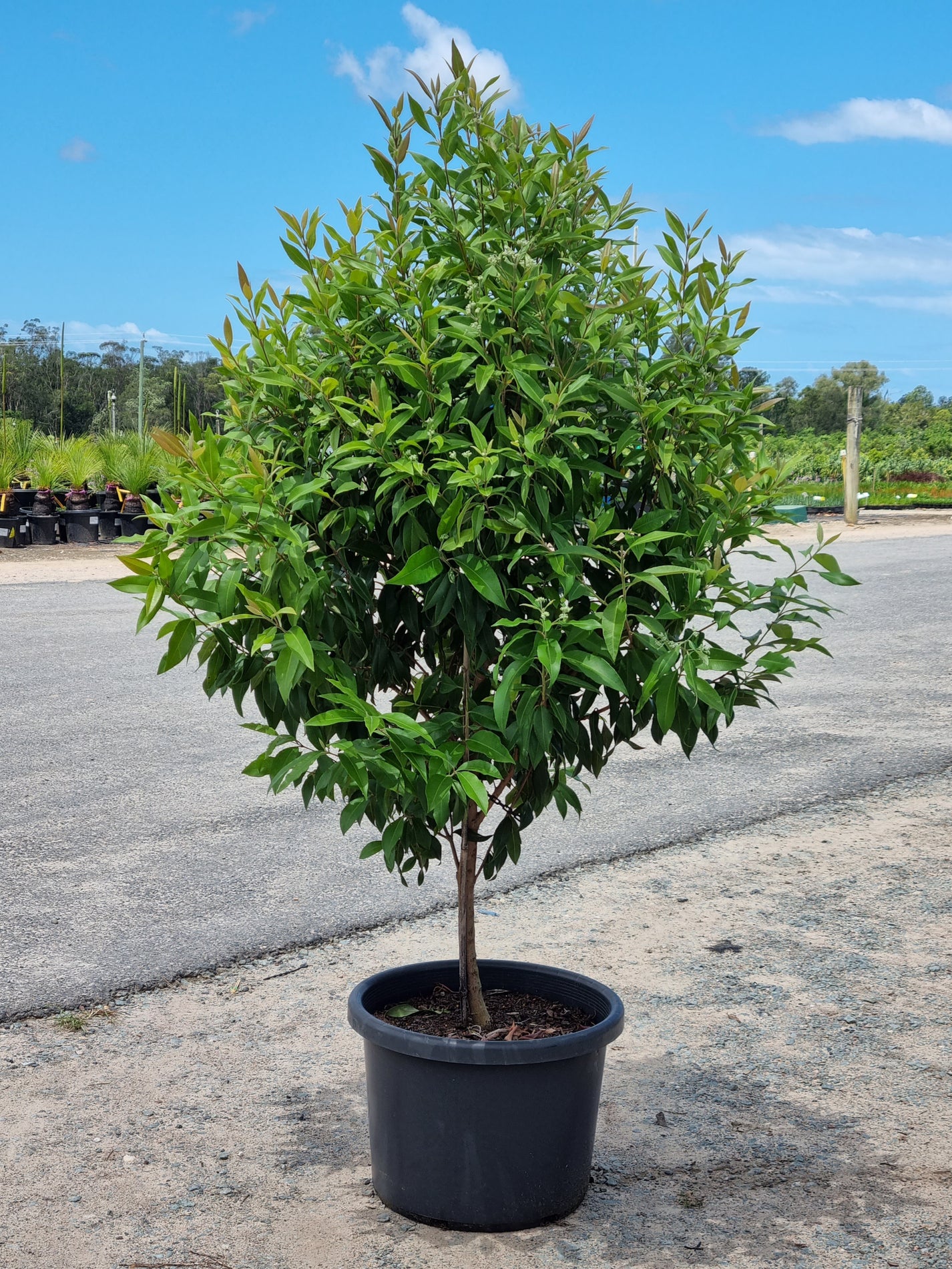 Lemon Myrtle - Backhousia citriodora – Delivertree