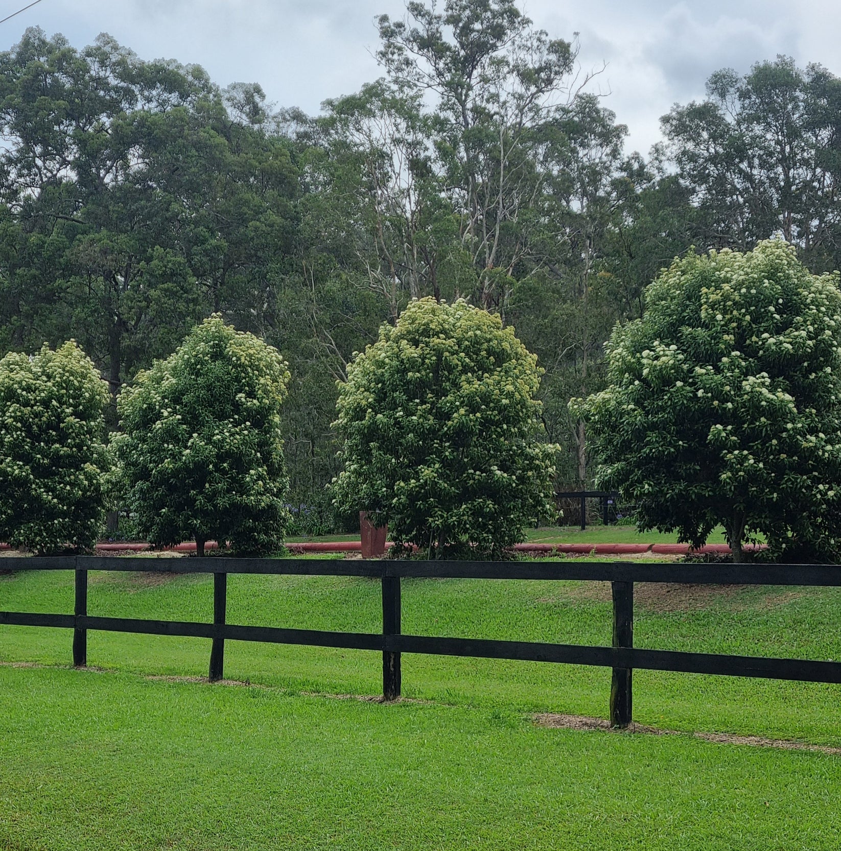 Lemon Myrtle - Backhousia citriodora – Delivertree