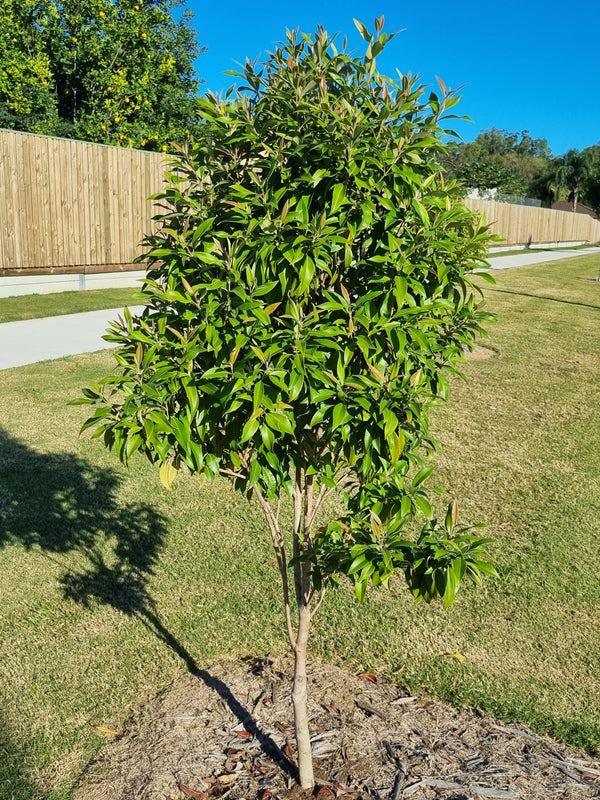 Lemon Myrtle - Backhousia citriodora – Delivertree