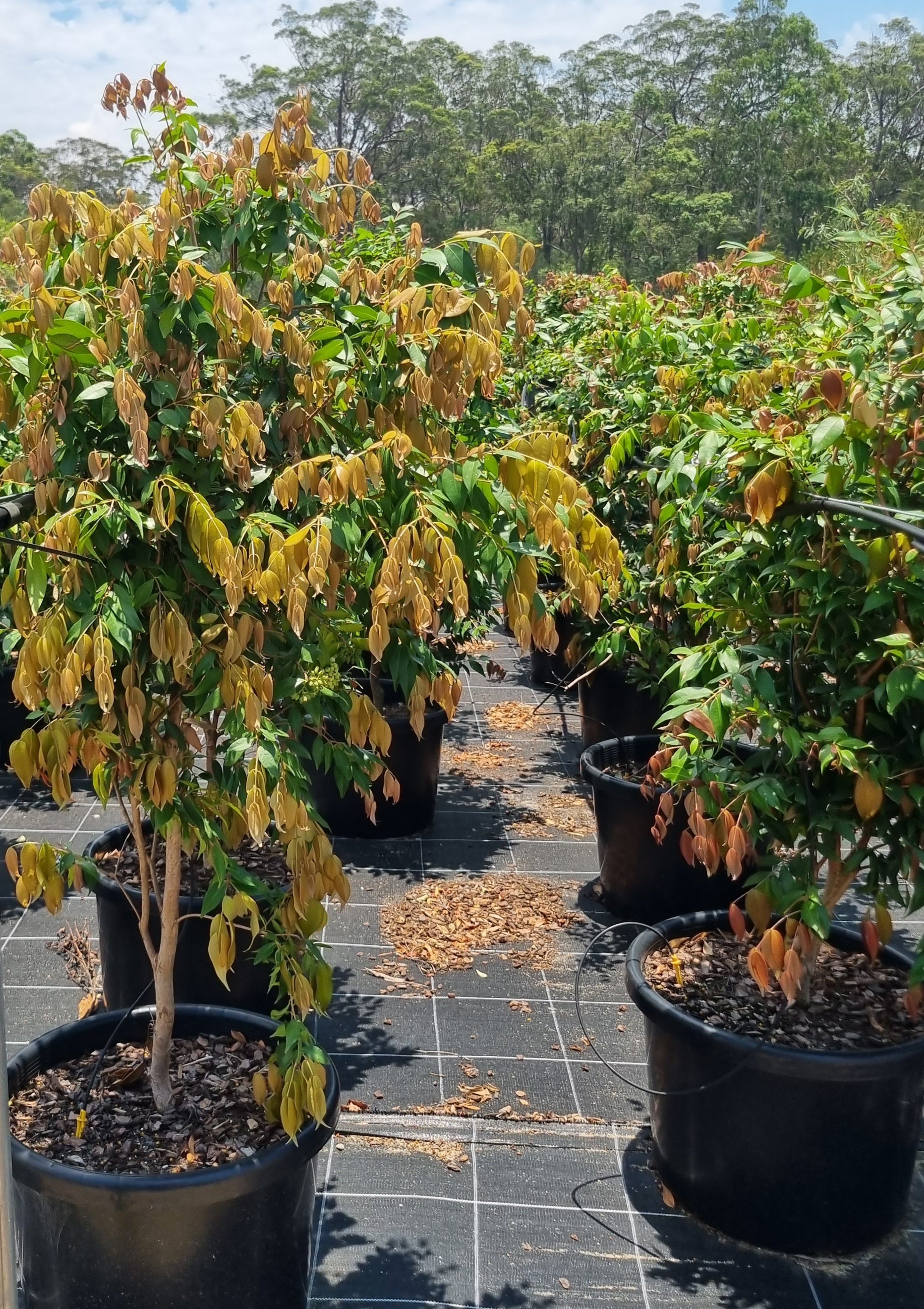 Lilly Pilly Cascade - Syzygium Cascade – Delivertree