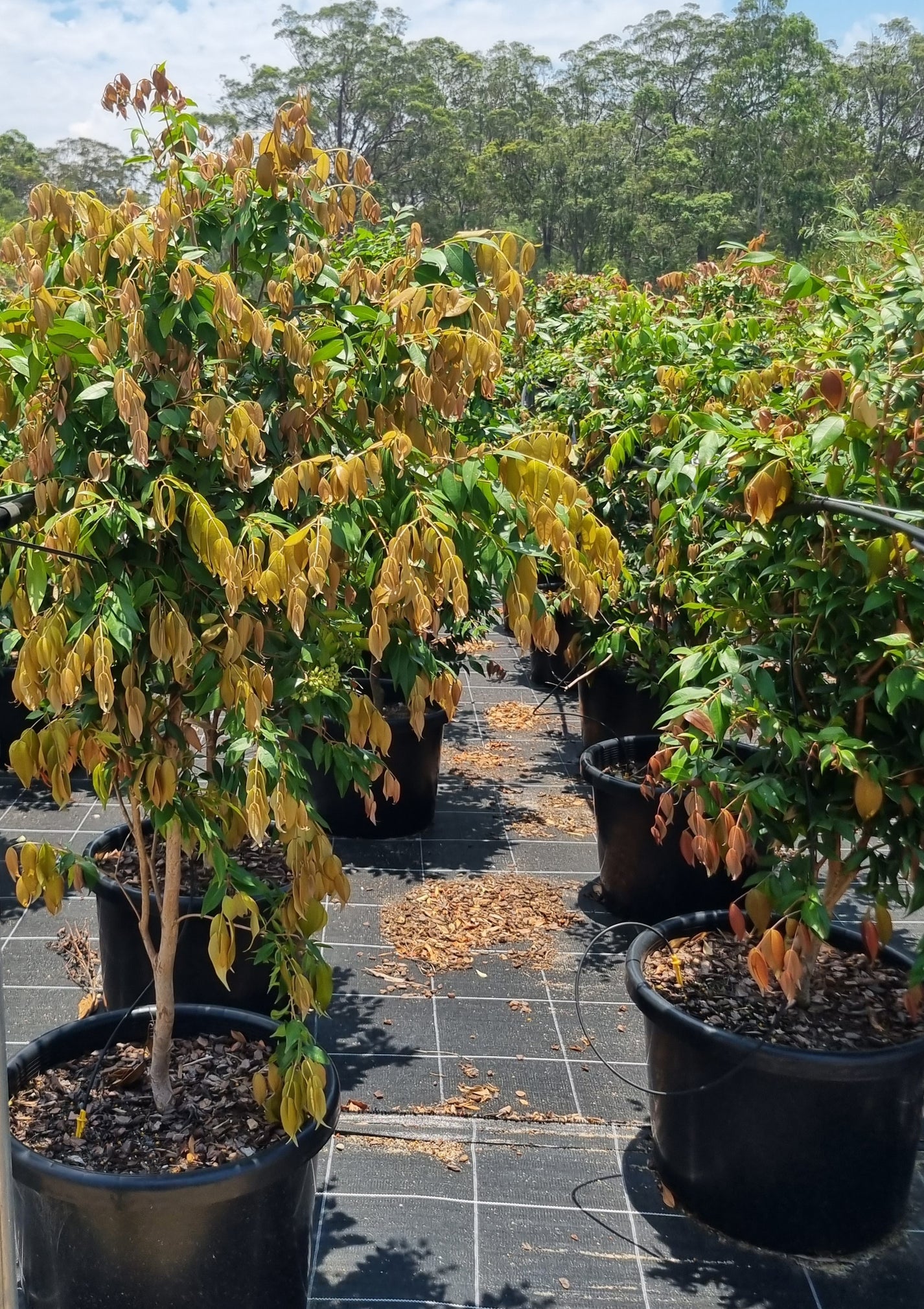 Lilly Pilly Cascade - Syzygium Cascade – Delivertree