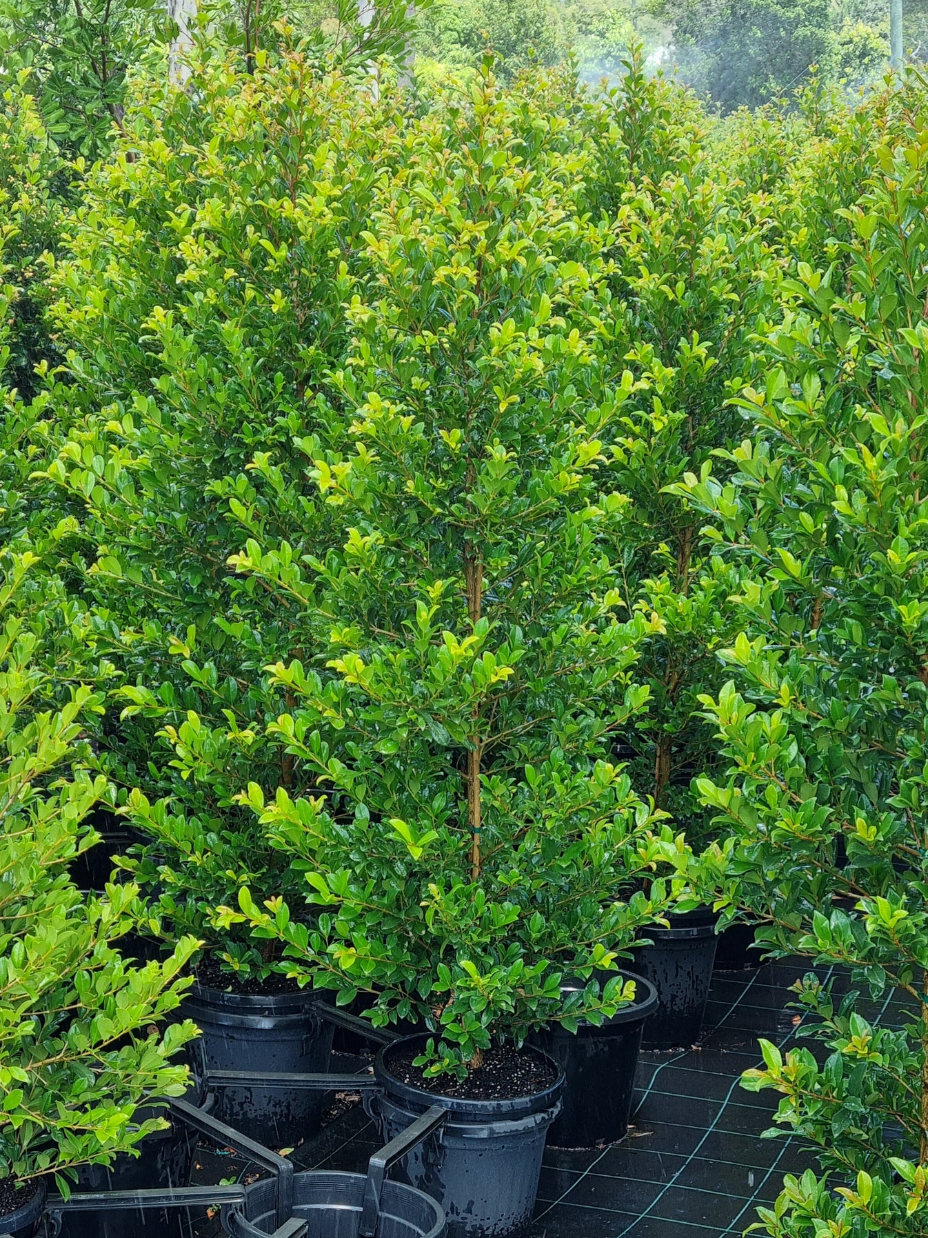 Lilly Pilly Resilience - Syzygium australe 'Resilience' – Delivertree