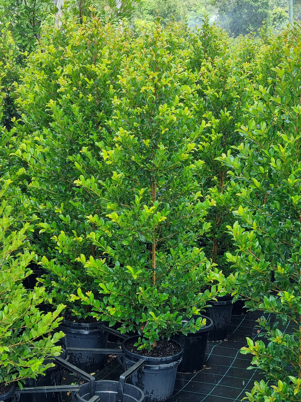 Lilly Pilly Resilience - Syzygium australe 'Resilience' – Delivertree