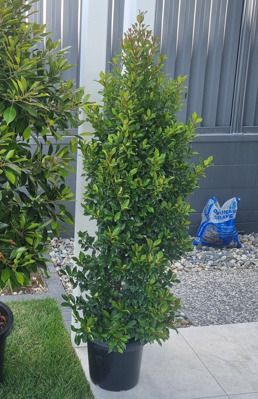 Lilly Pilly Resilience - Syzygium australe 'Resilience' – Delivertree