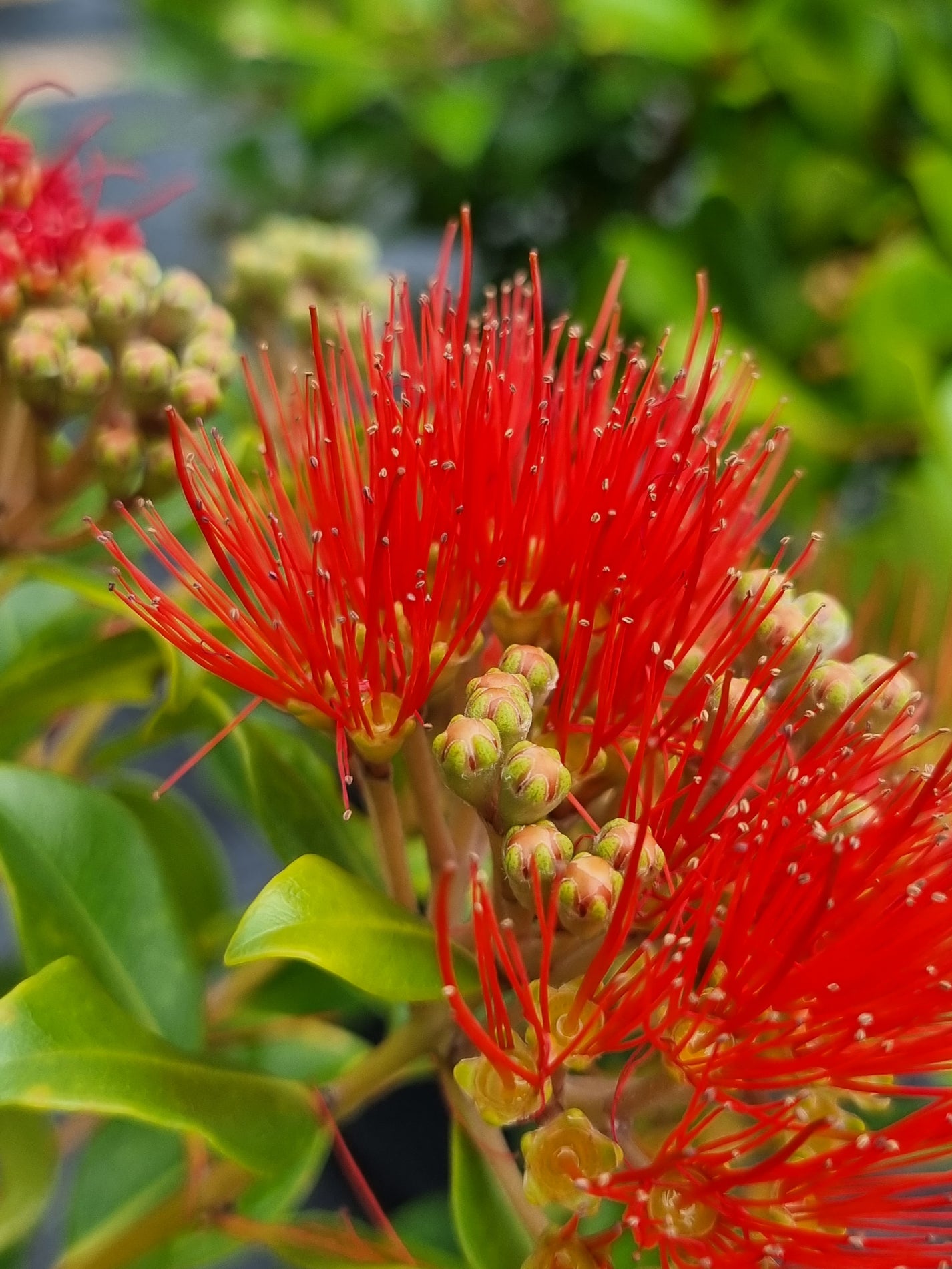 Metrosideros 'Little Dugald' – Delivertree