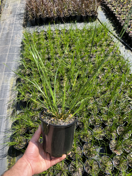 Lomandra longifolia 'Verday' – Delivertree