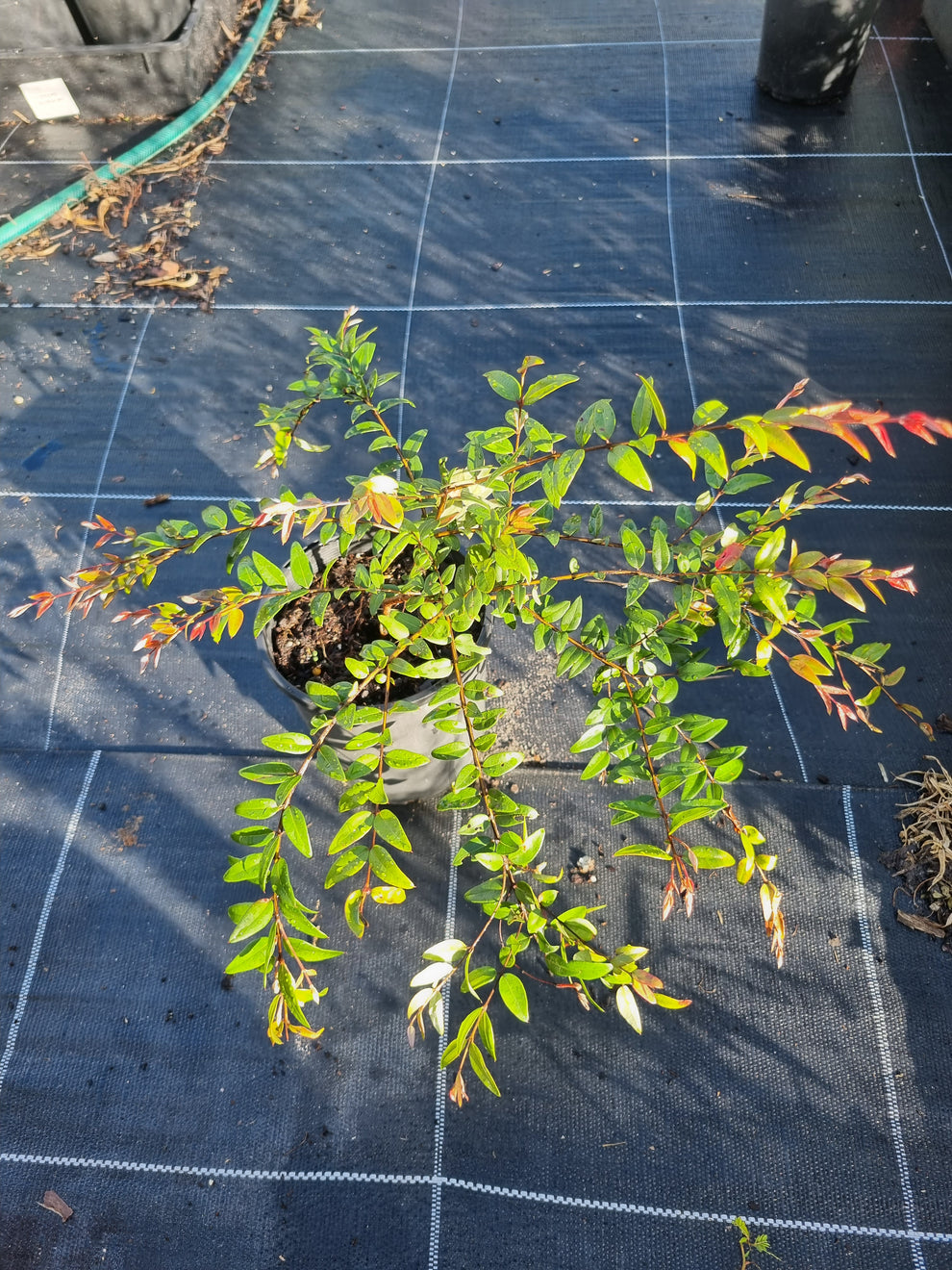 Midgen Berry - Austromyrtus dulcis – Delivertree