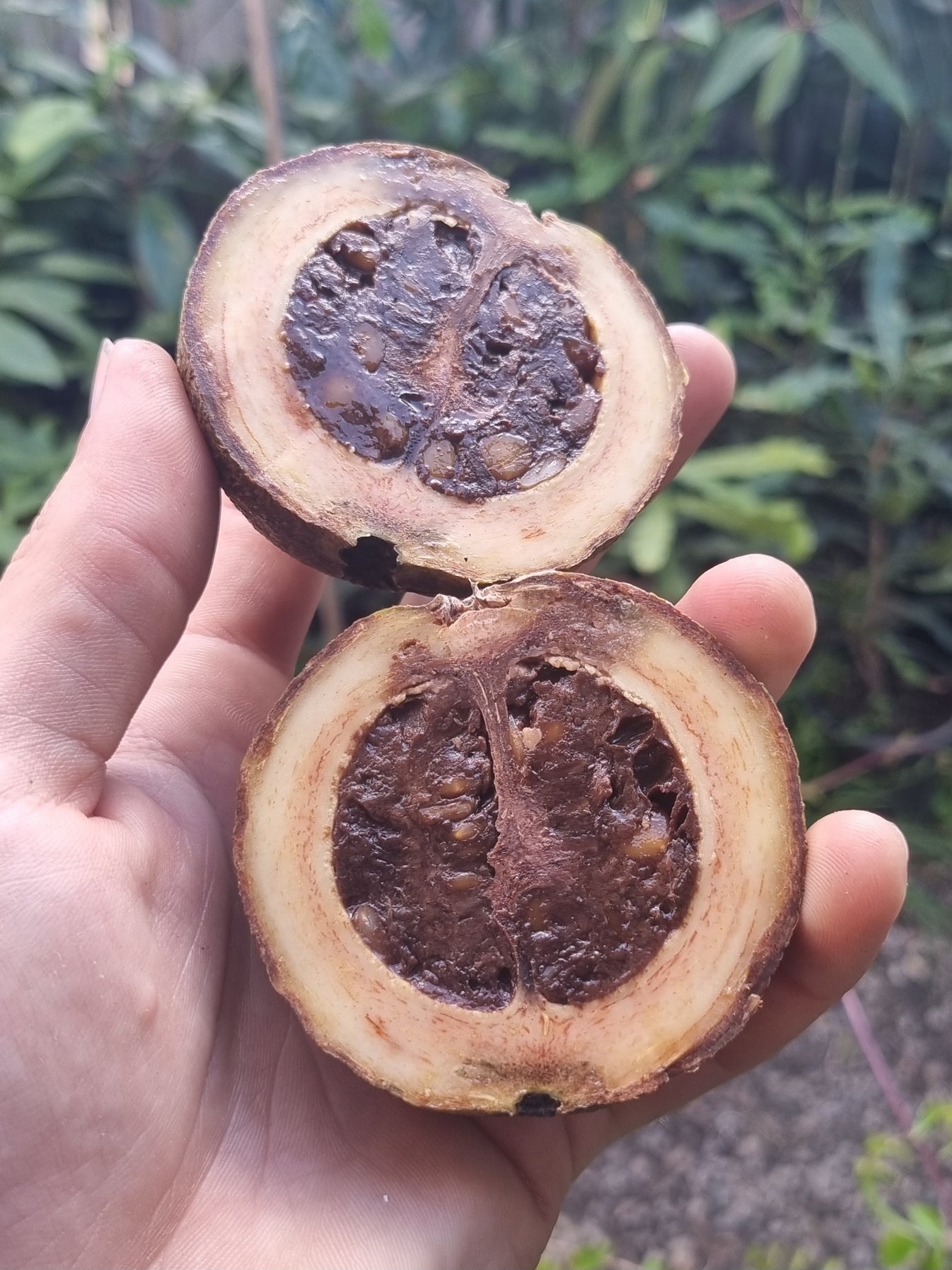 Native Gardenia - Atractocarpus (Randia) fitzalanii – Delivertree