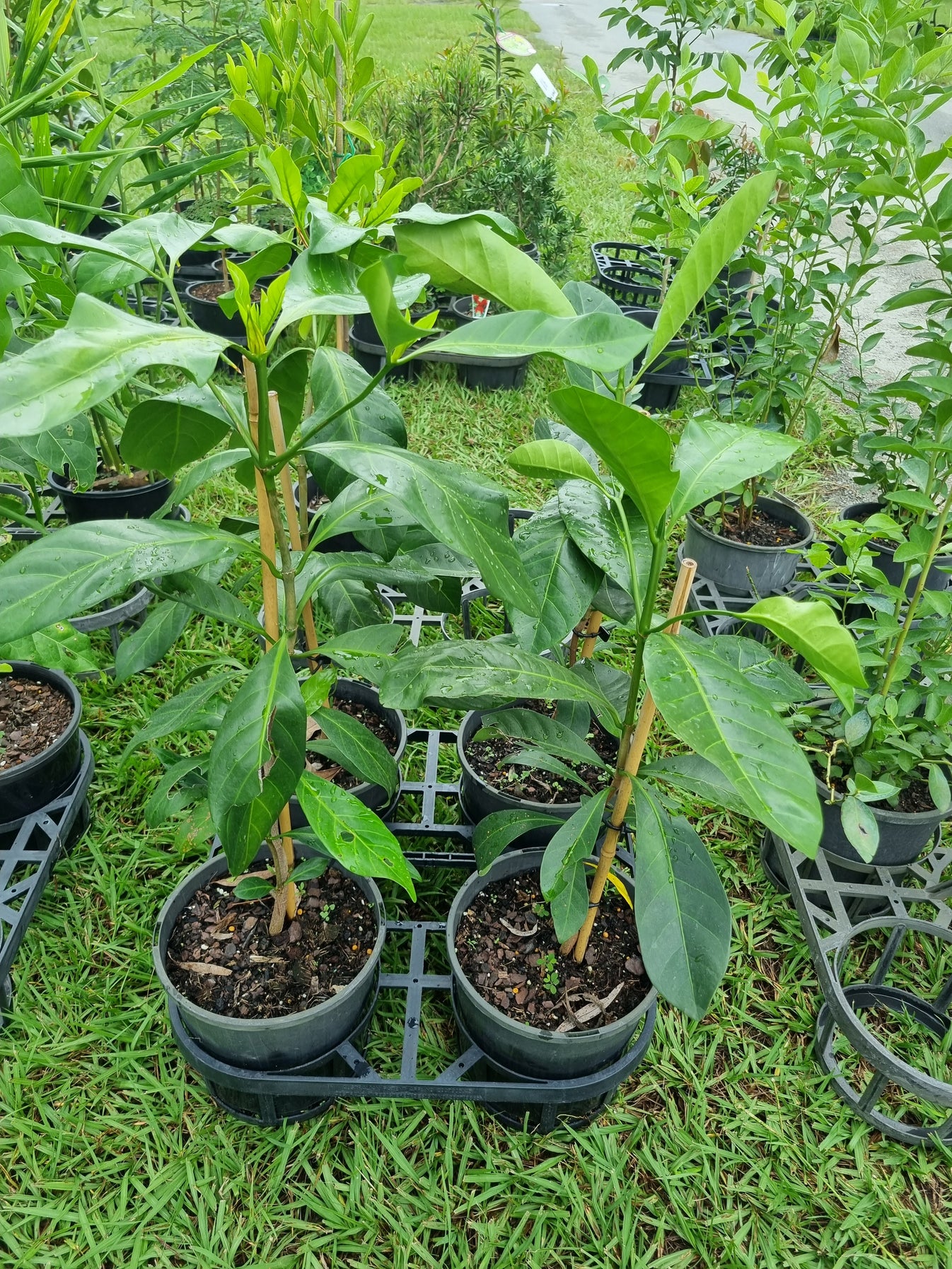Native Gardenia - Atractocarpus (Randia) fitzalanii – Delivertree
